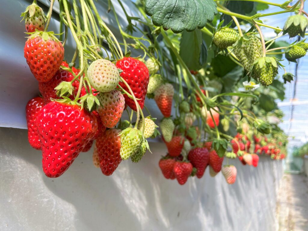 EXPERIENCE – ADDA TOURS JAPAN